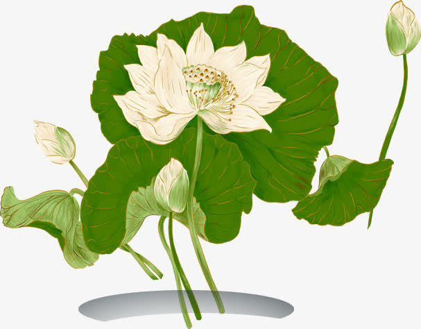 荷花植物插画免费下载 荷花植物插画素材 荷花植物插画模板 菜鸟图库