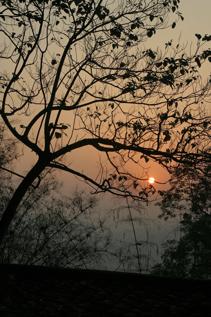 日落树木自然黄昏夕阳风景树枝剪影 菜鸟图库